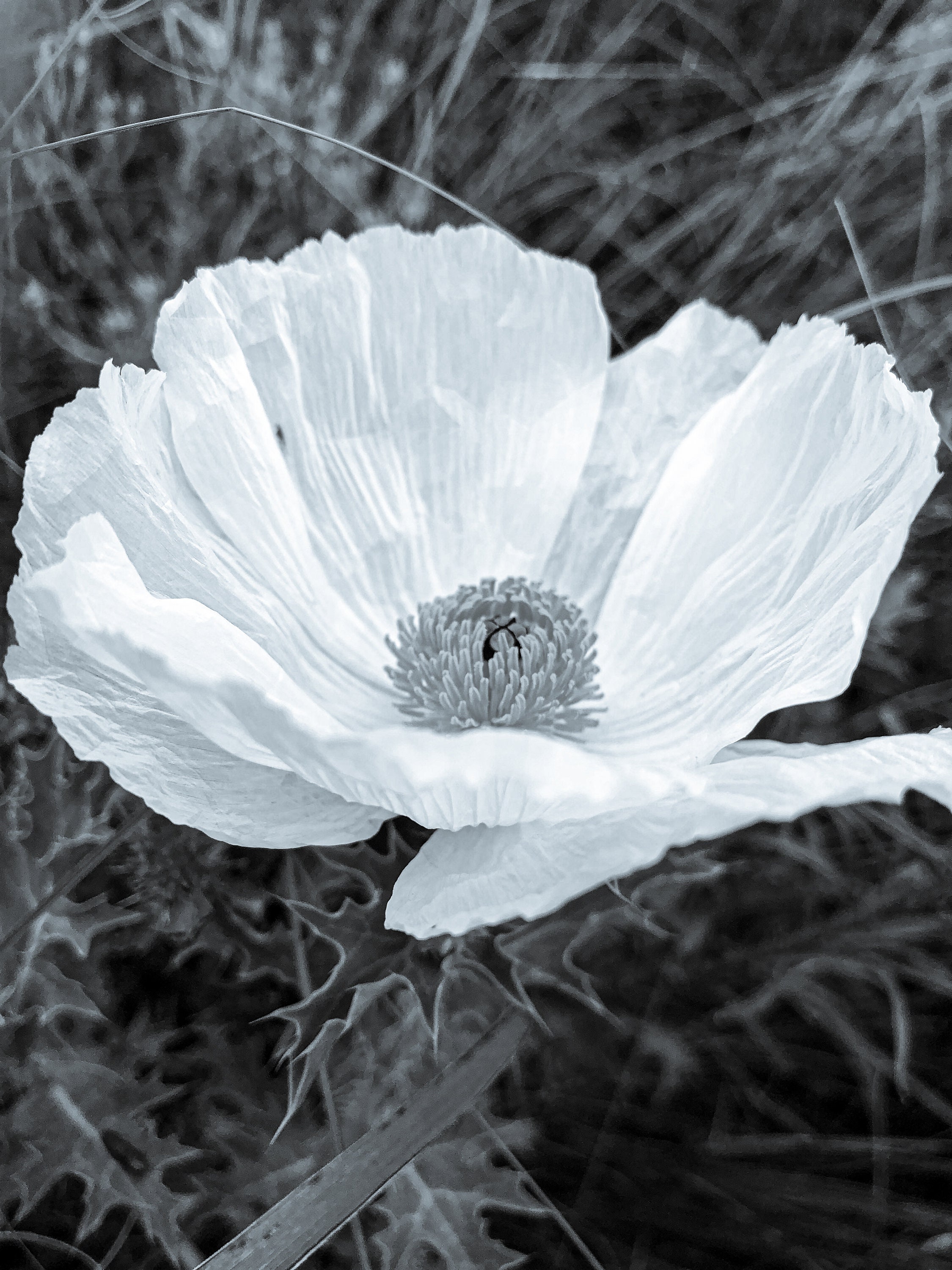 White Prickly Poppy on the Prairie - Etsy