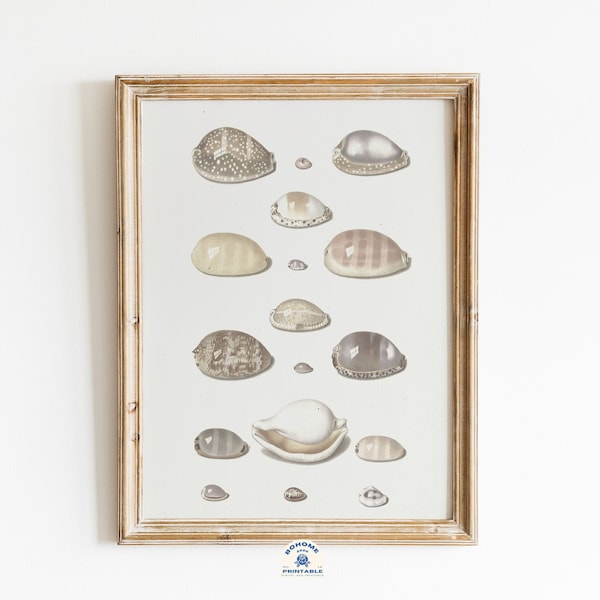 Shell Wall Art - Etsy