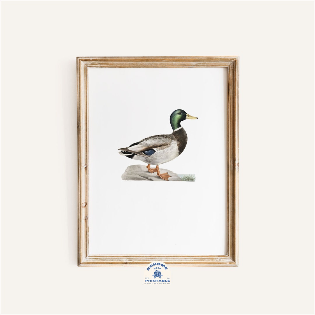 Rustic Farmhouse Prints, Mallard Duck, Vintage Bird Illustration ...
