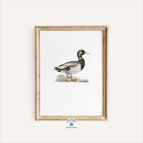 Vintage Mallard Prints - Etsy