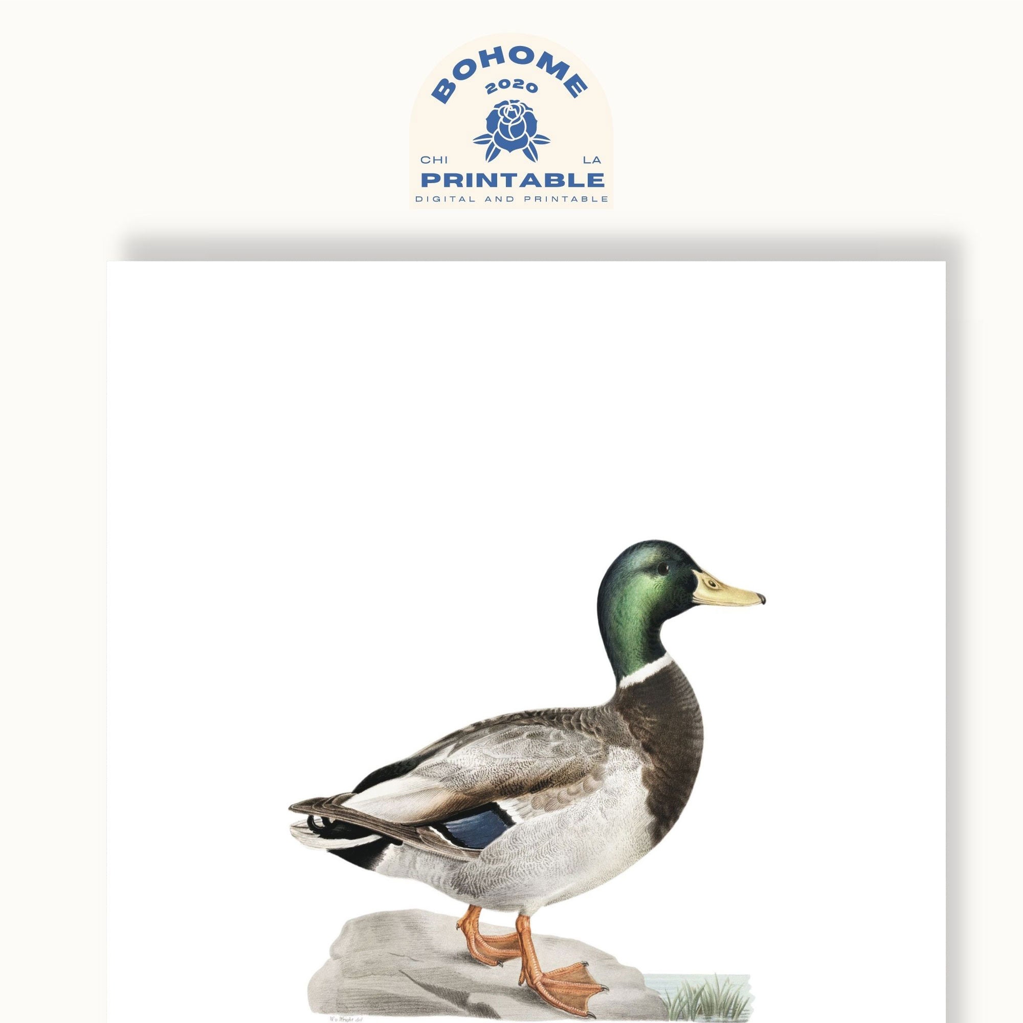 Rustic Farmhouse Prints, Mallard Duck, Vintage Bird Illustration ...