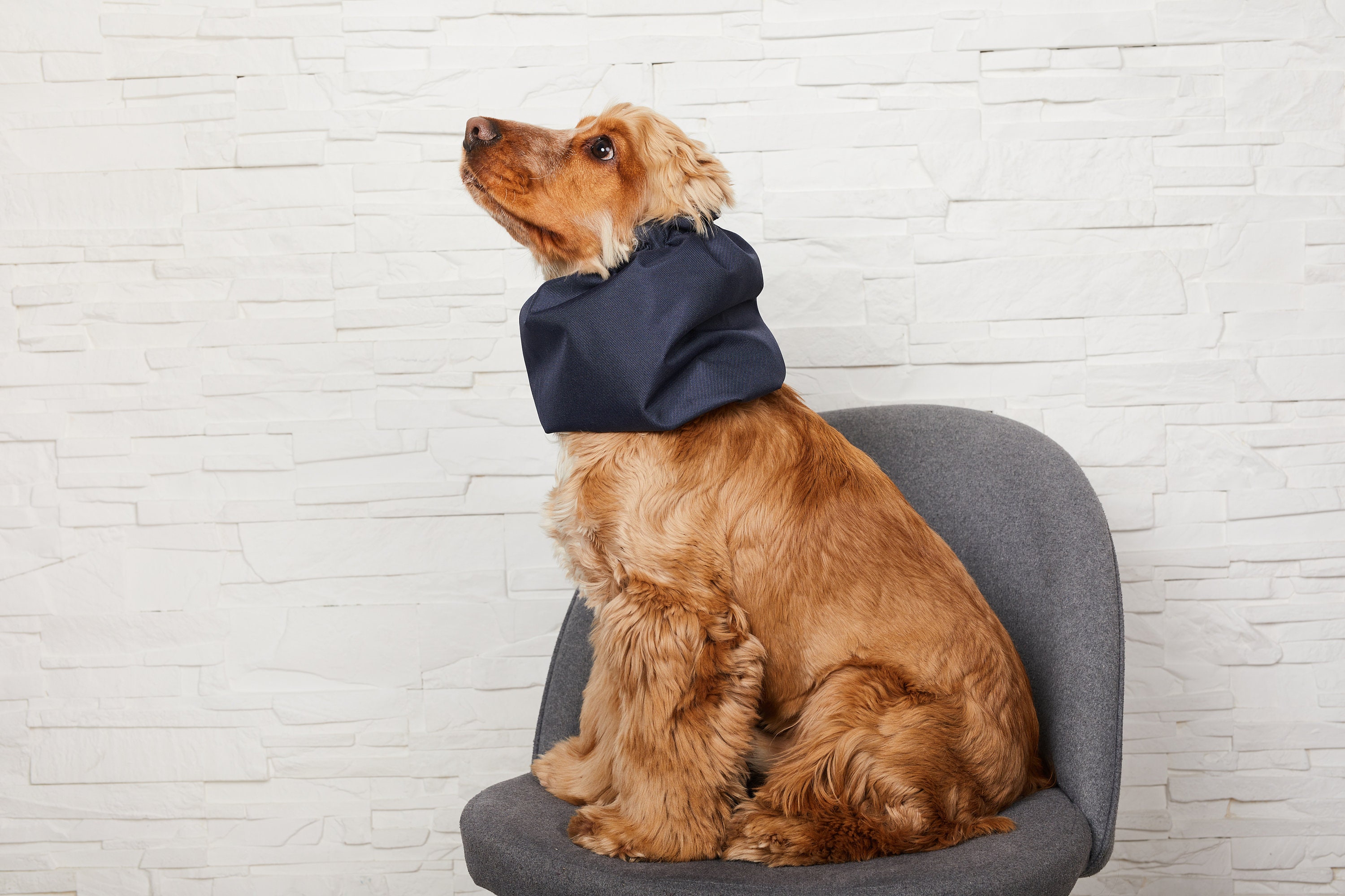 Navy Blue Waterproof Thick Dog Snood Minimalistic Ear Scarf - Etsy