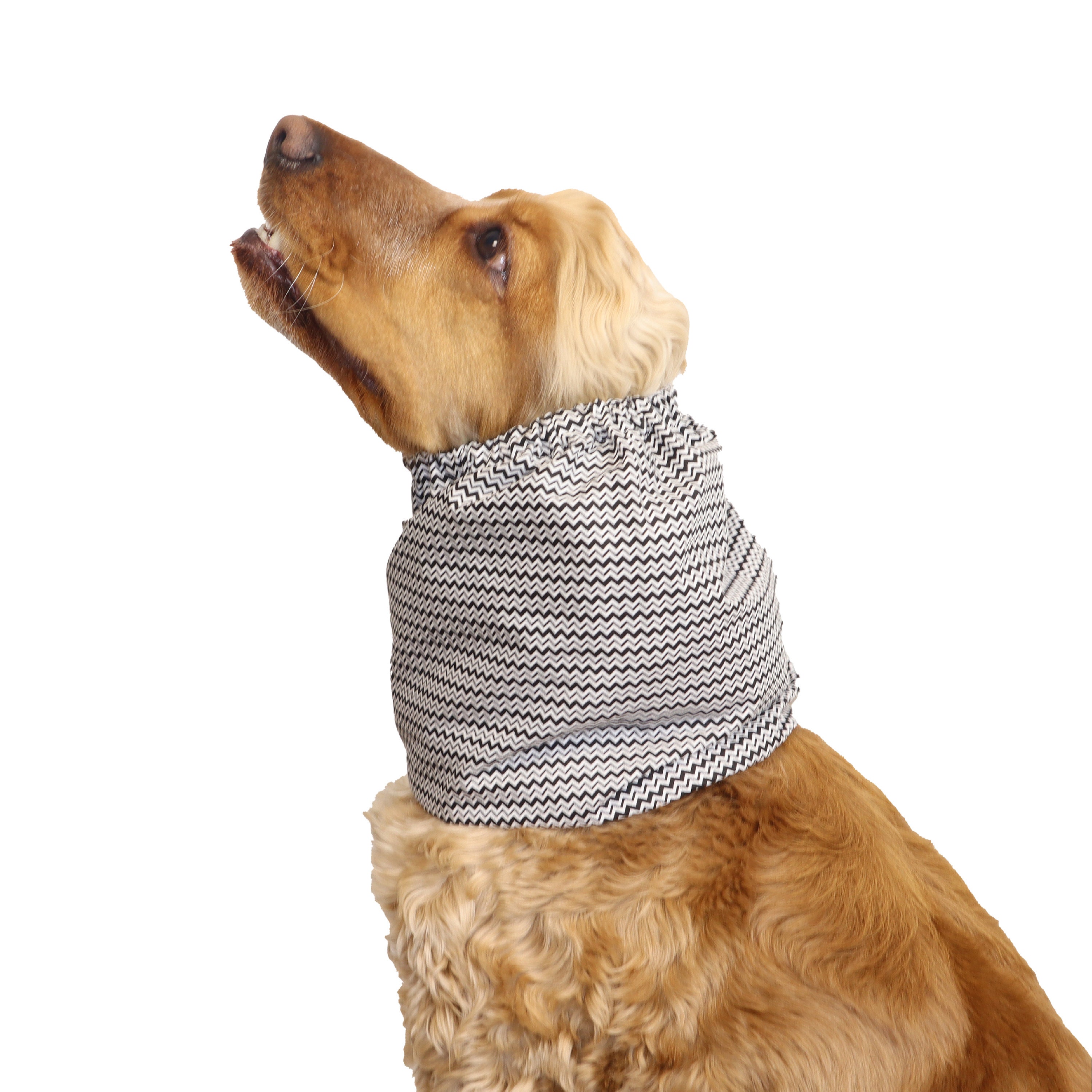 Cotton Dog Snood | Cocker Spaniel Summer Snood | Cavalier Snood ...