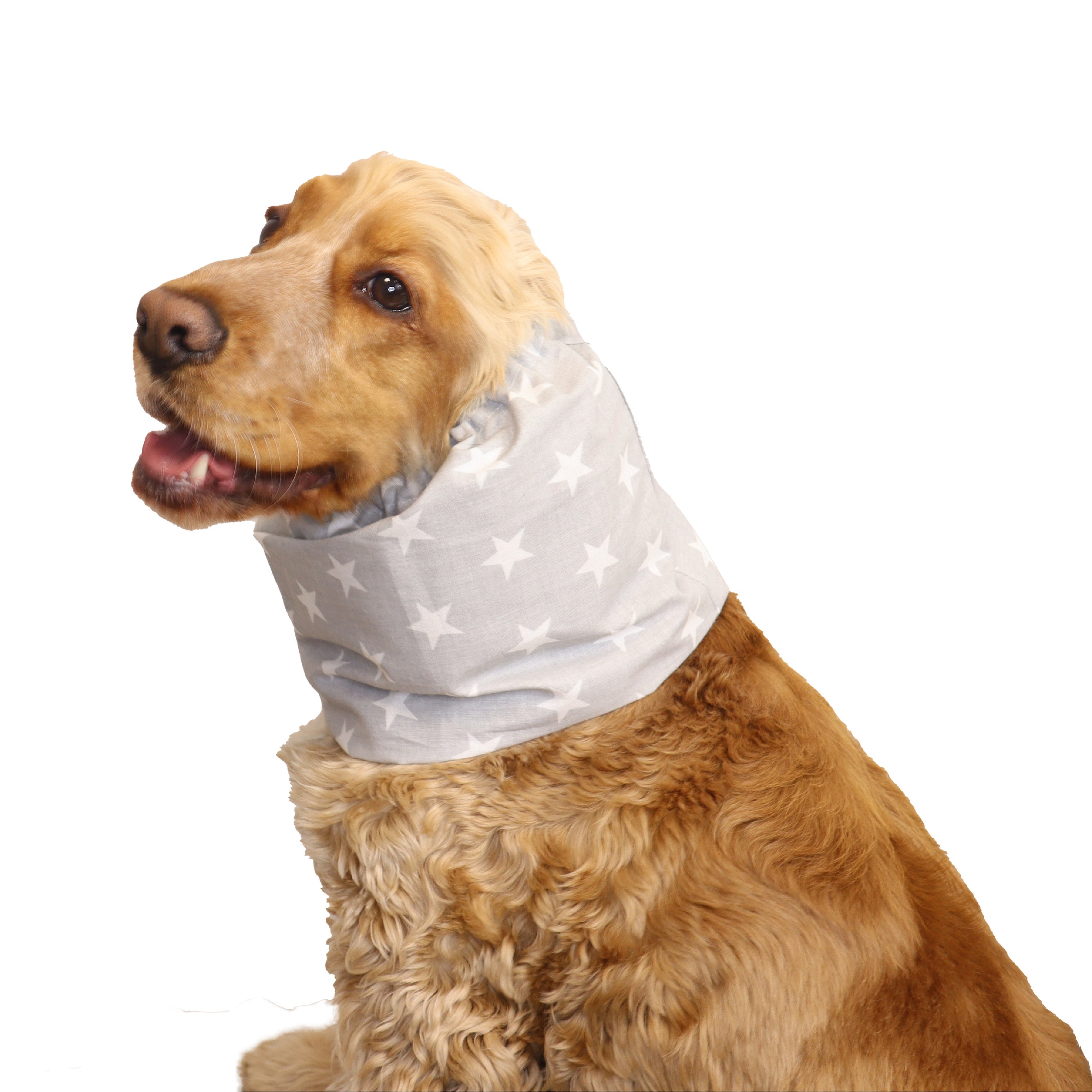 Why Is A Poodle A Utility Dog