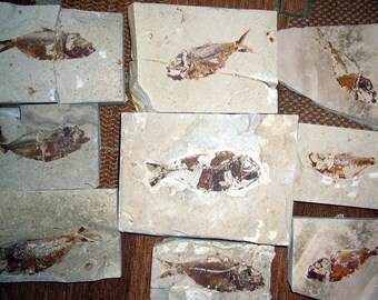 Small Fish Fossils 5 Pcs Lot - Etsy