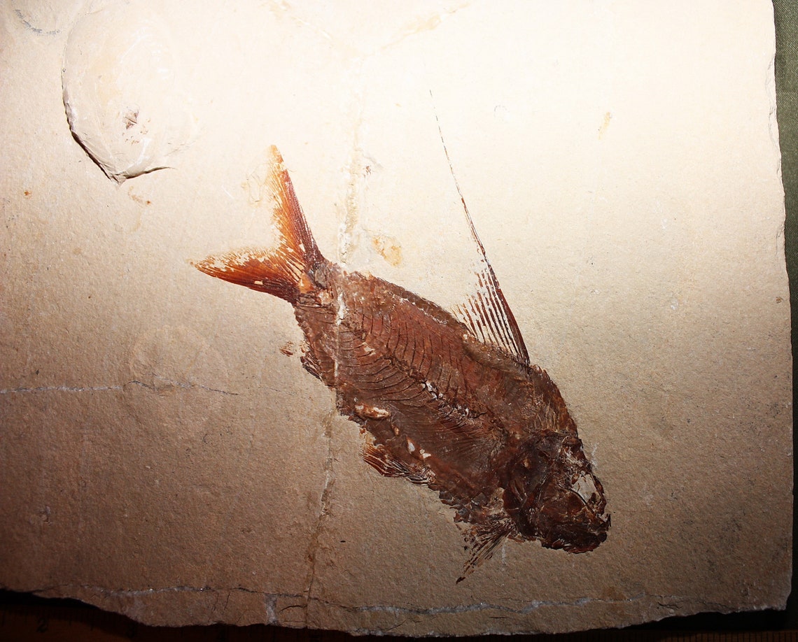 Nematonotus 26R Nautiloid double Fish Fossil - Etsy