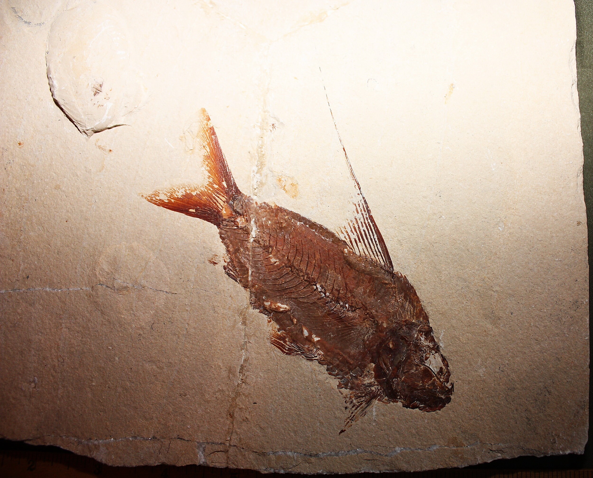 Nematonotus 26R Nautiloid double Fish Fossil - Etsy