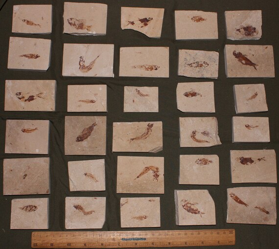 Small Fish Fossils 5 Pcs Lot | Etsy