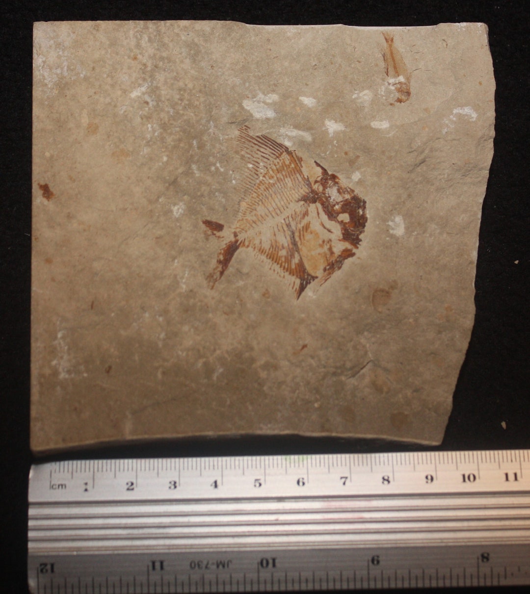 Aipichthys 54R Fish Fossil - Etsy