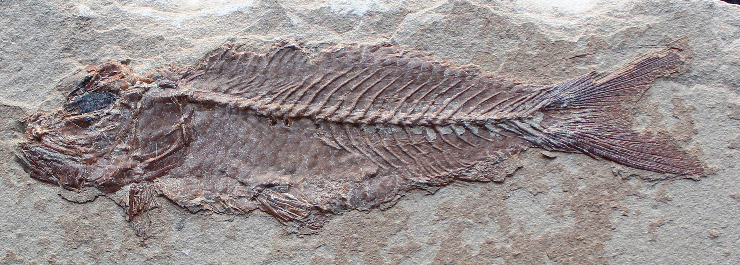 Nematonotus 32R Fish Fossil - Etsy