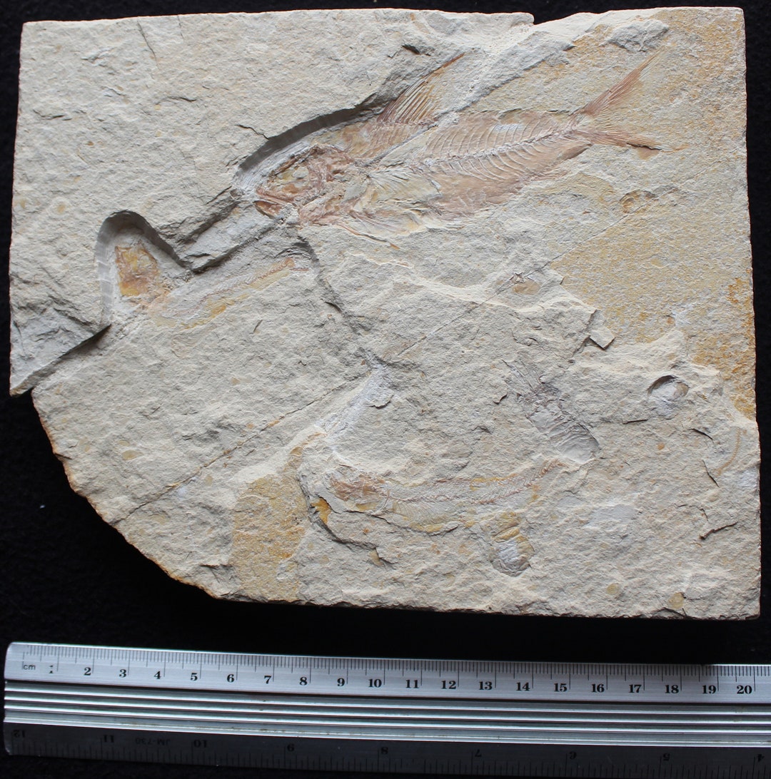 Nematonotus 50R Fish Fossil - Etsy