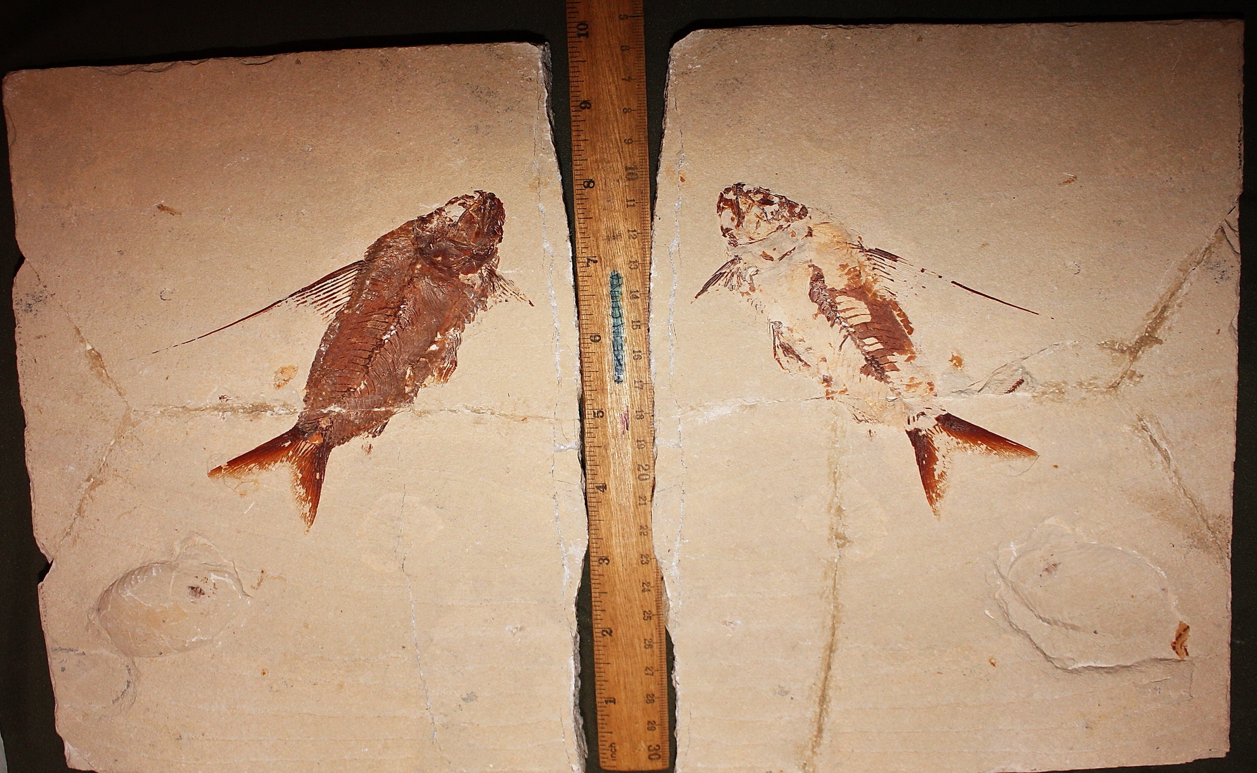 Nematonotus 26R Nautiloid double Fish Fossil - Etsy