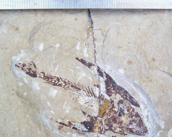 Home Décor UKRAINE RARE Devonian fish Pteraspis sp fossil specimen ...