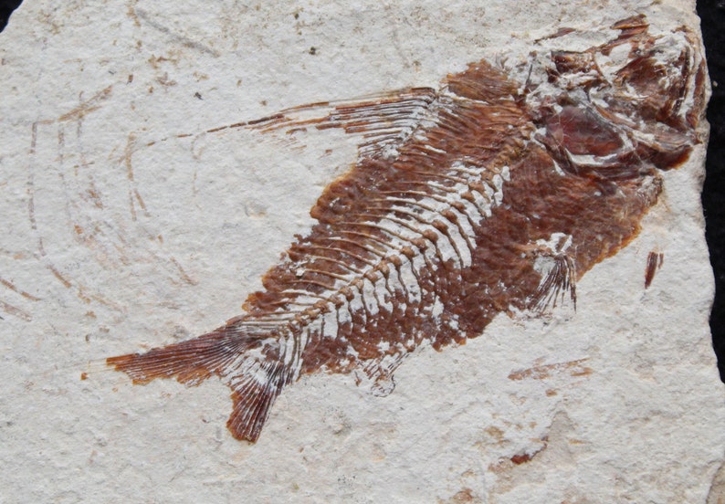 Nematonotus 45R Fish Fossil - Etsy