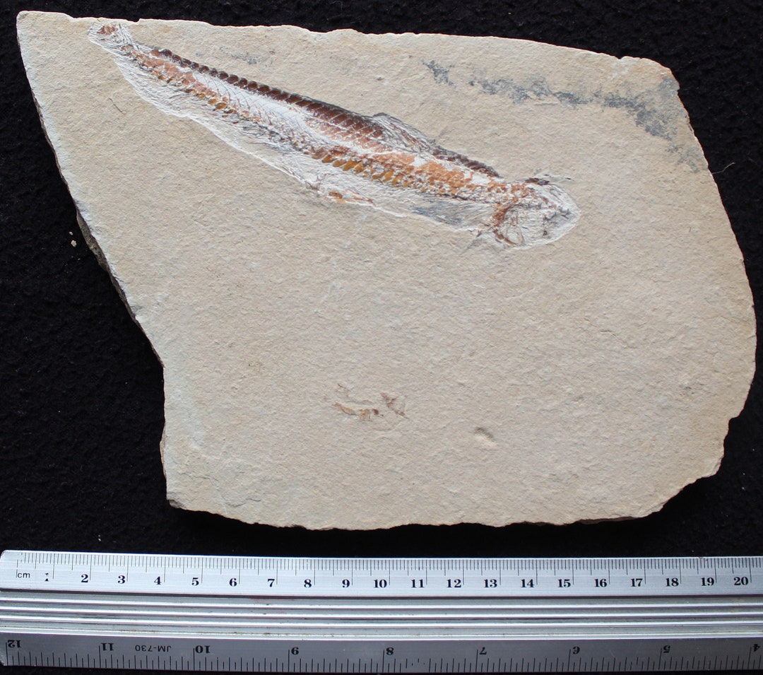 Prionolepis 26R Fisch fossil - Etsy Österreich
