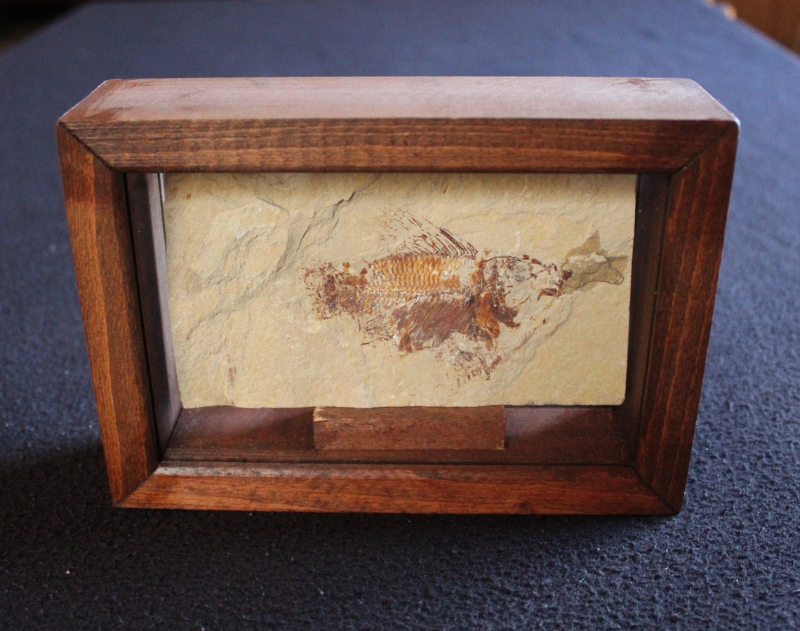 Fish Fossil Large Frame 2 - Etsy