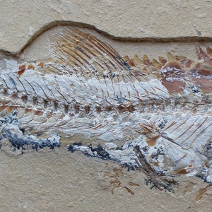Enchodus 03R Fish Fossil - Etsy