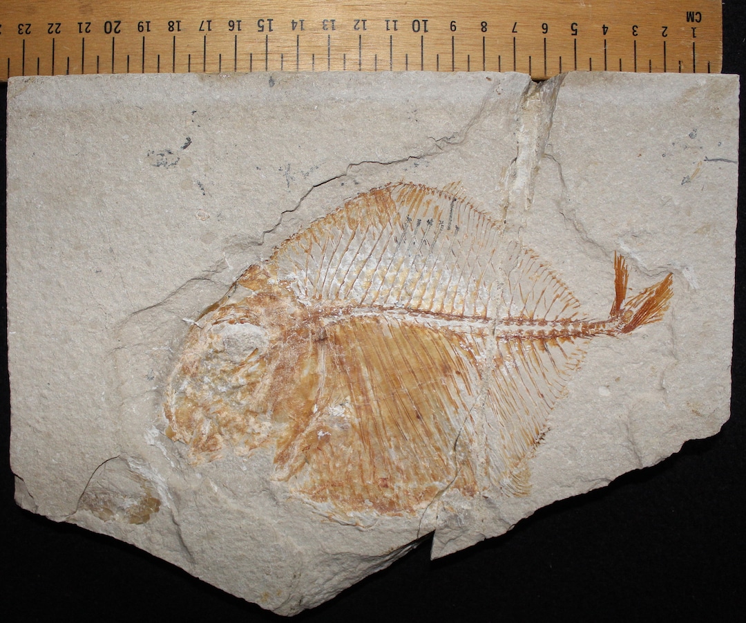 Pycnodont 01R Fish Fossil - Etsy