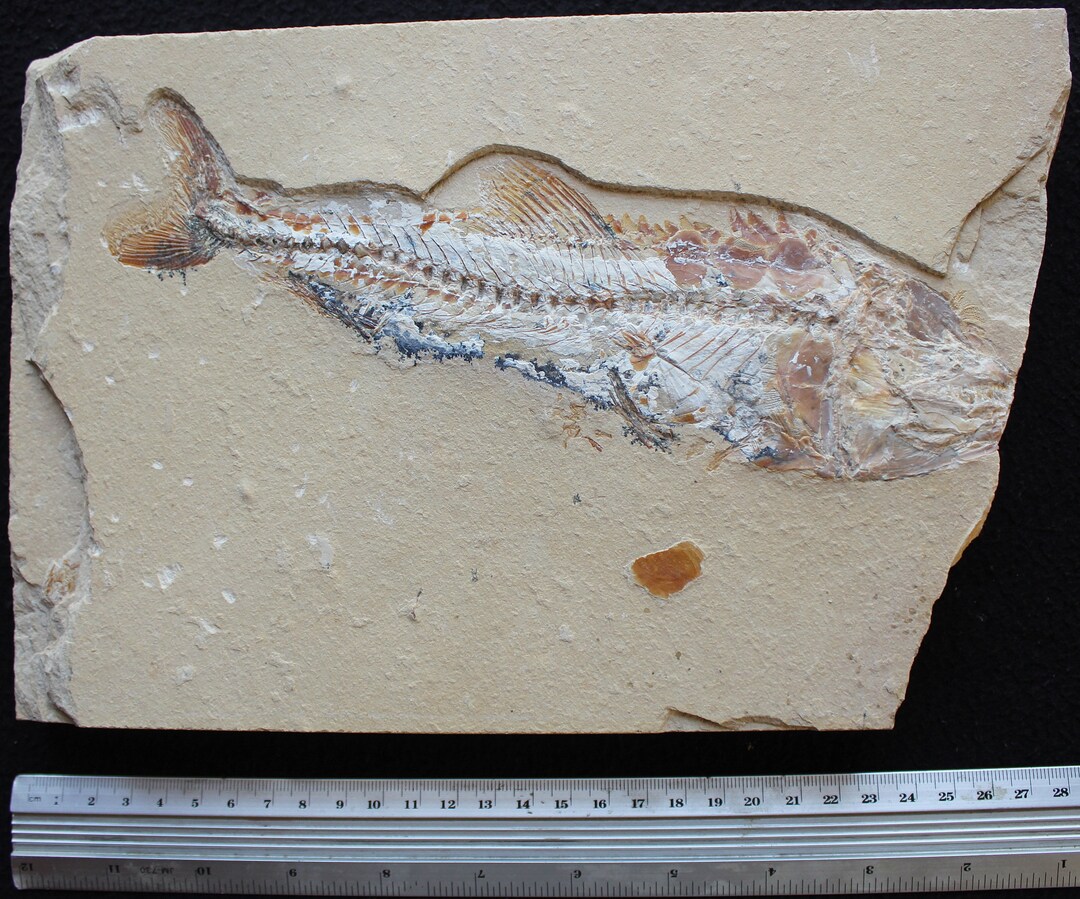 Enchodus 03R Fish Fossil - Etsy