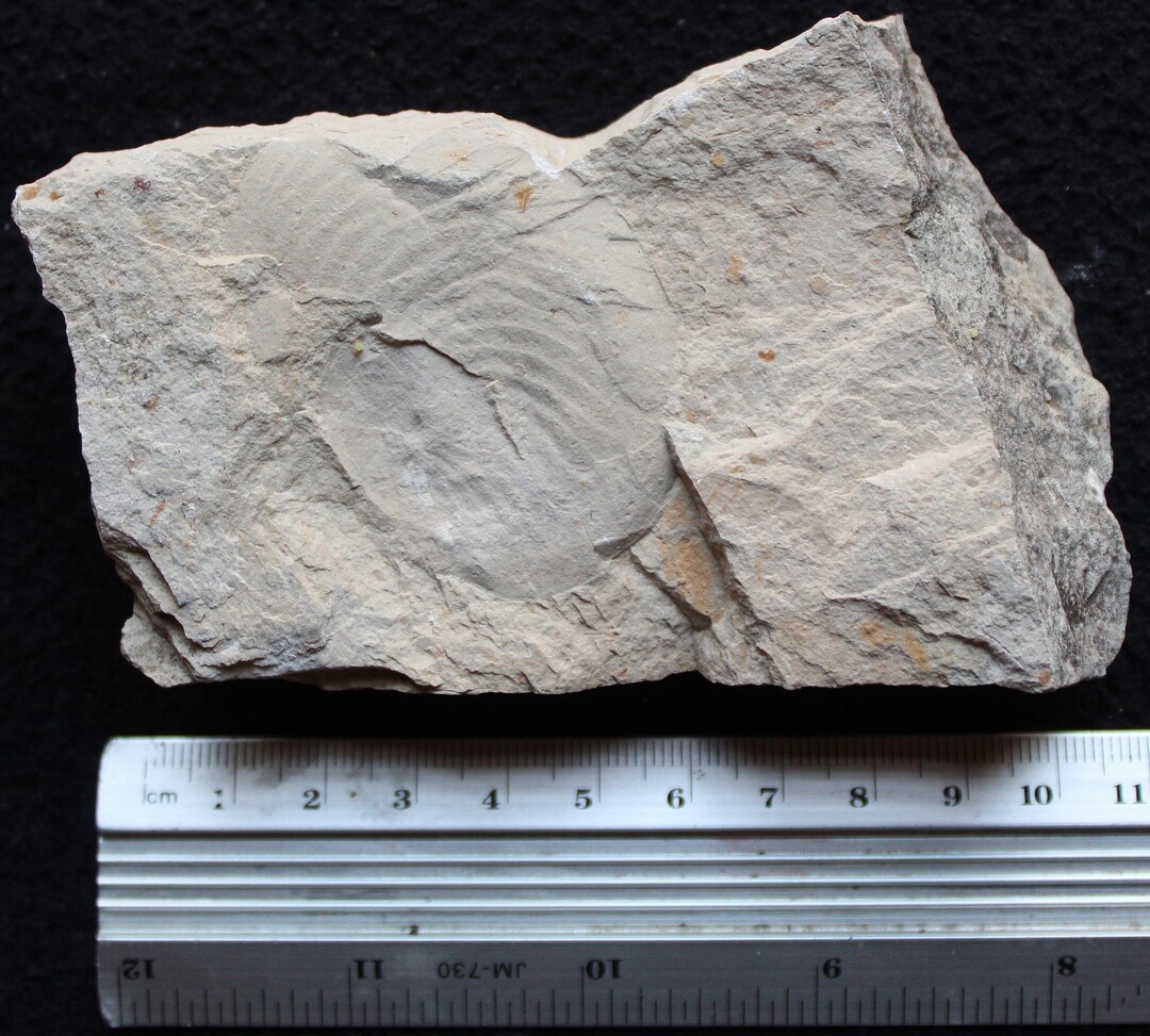 Nautiloid 01R Fish Fossil - Etsy