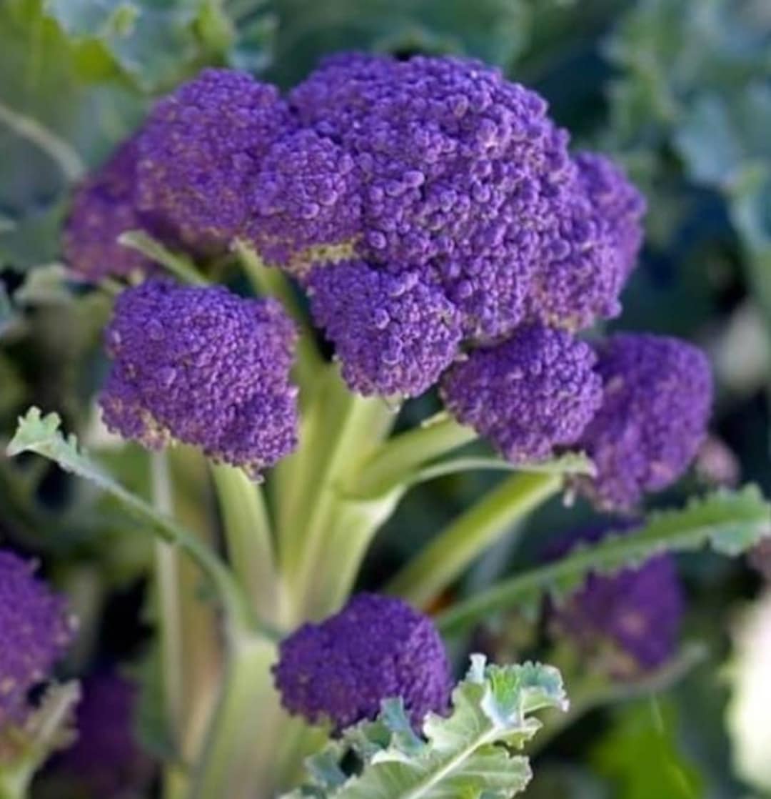 PURPLE Broccoli Seeds Organic, Heirloom, and Nongmo Seeds for Vegetable ...