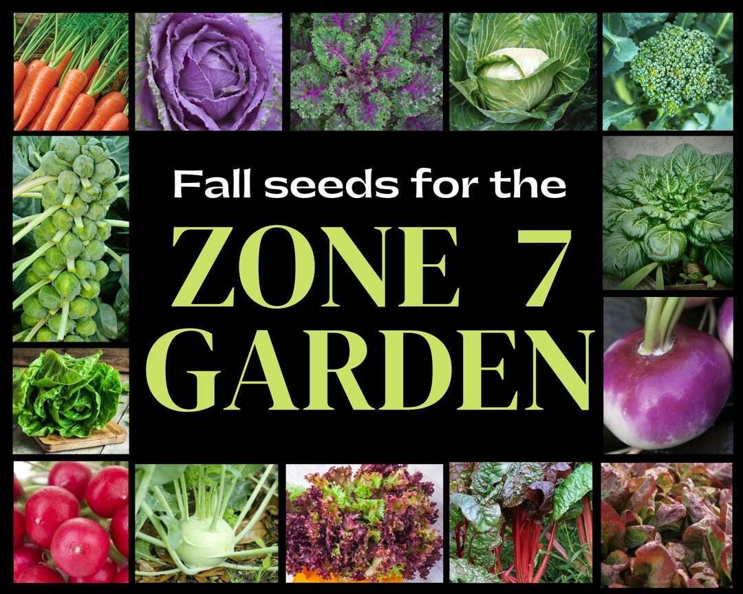 ZONE 7 Includes 14 Varieties/1400 Seeds for 2025 Fall Harvest Garden ...