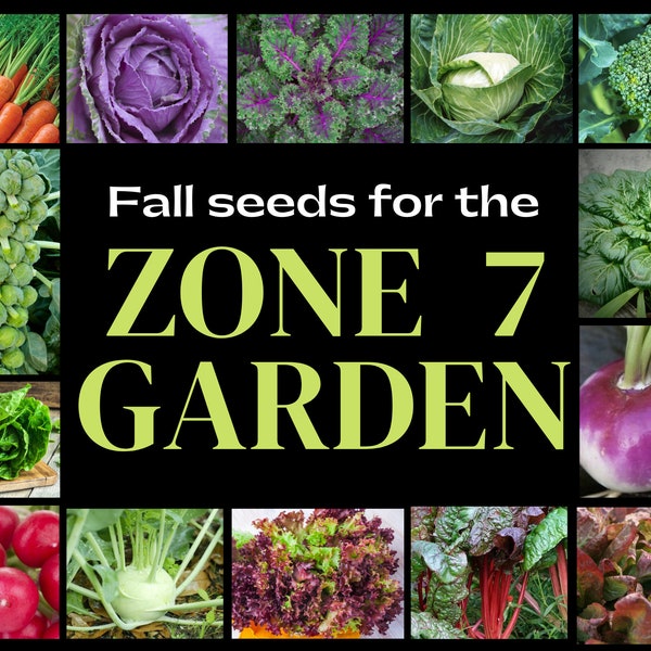 Zone 7 - Etsy