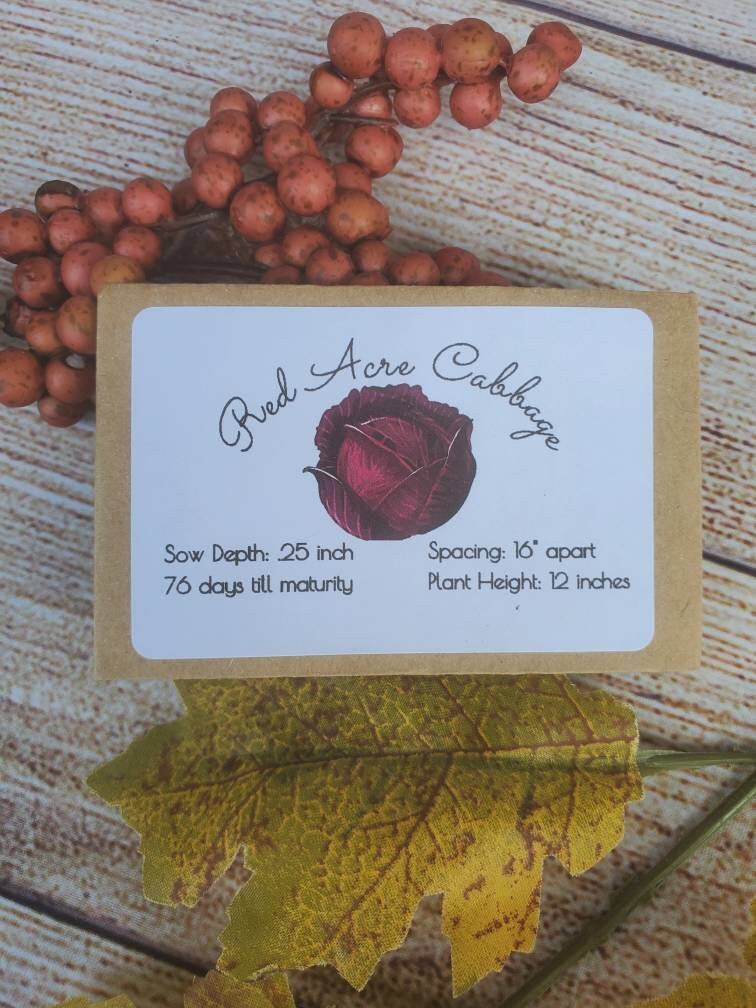 Purple Cabbage Seeds Seed Packets Gardening Seeds Heirloom - Etsy