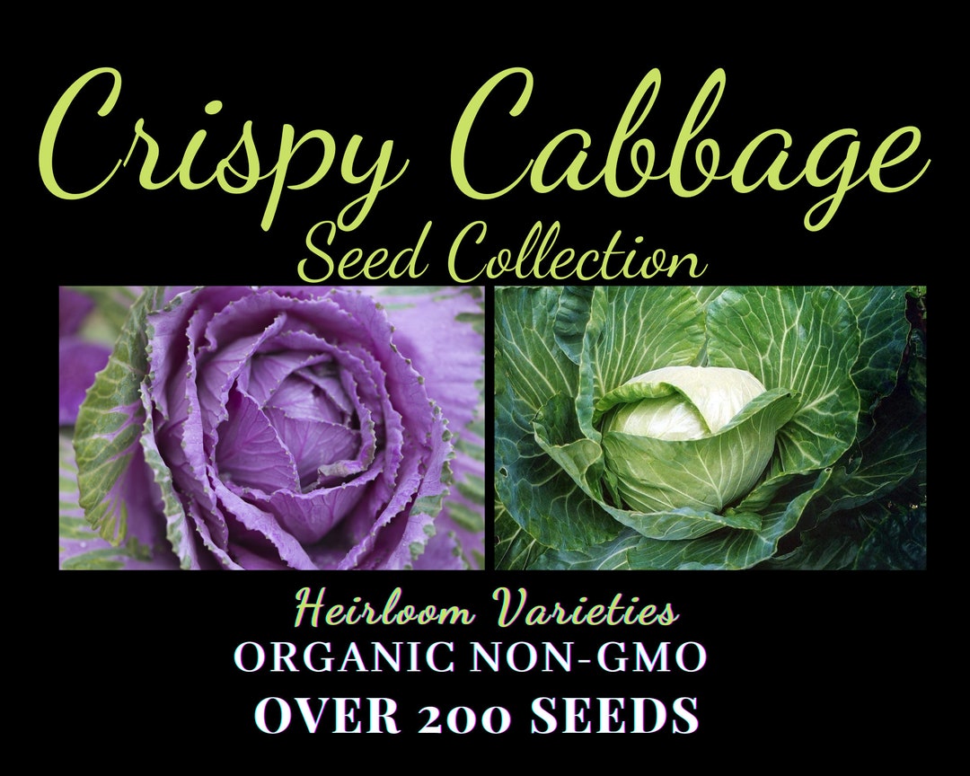 Purple and Green Cabbage Seeds, 2 Types of Cabbage Seeds Golden Acre ...