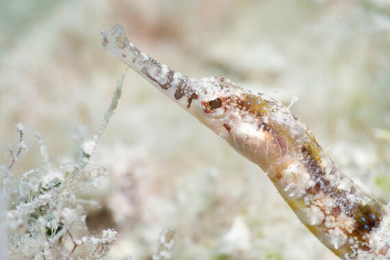 Little Dragon Pipefish Underwater Photography Print Marine - Etsy