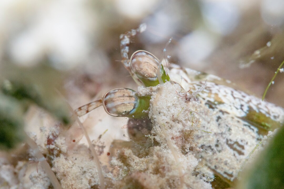 Mantis Shrimp, Underwater Photography Print, Marine Life Art, Wall ...