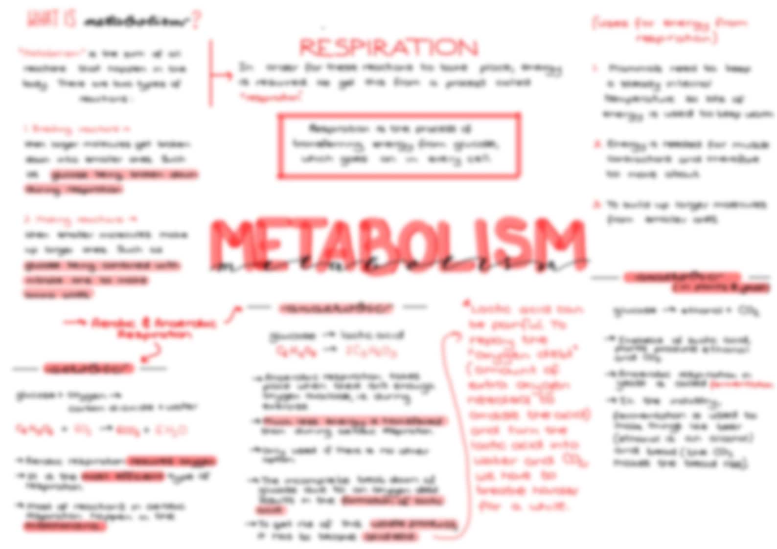 GCSE Biology Revision Notes | Topic 4 - Bioenergetics - Etsy