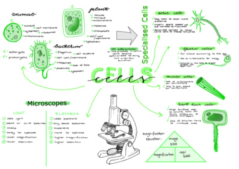 GCSE Biology Revision Notes | Topic 1- Cell Biology - Etsy UK GCSE Biology Revision Notes | Topic 1- Cell Biology - Etsy UK