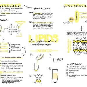 A Level Biology Notes - Topic 1 "biological Molecules" - Etsy