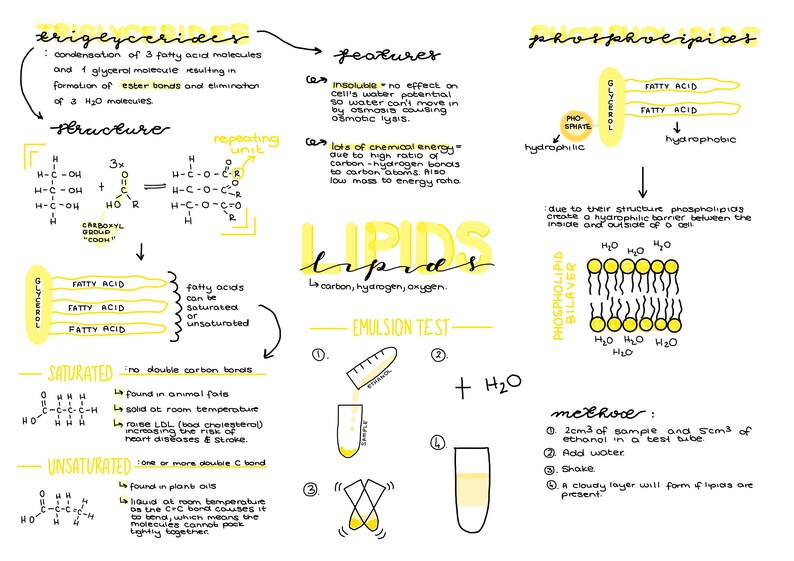A Level Biology Notes - Topic 1 "biological Molecules" - Etsy