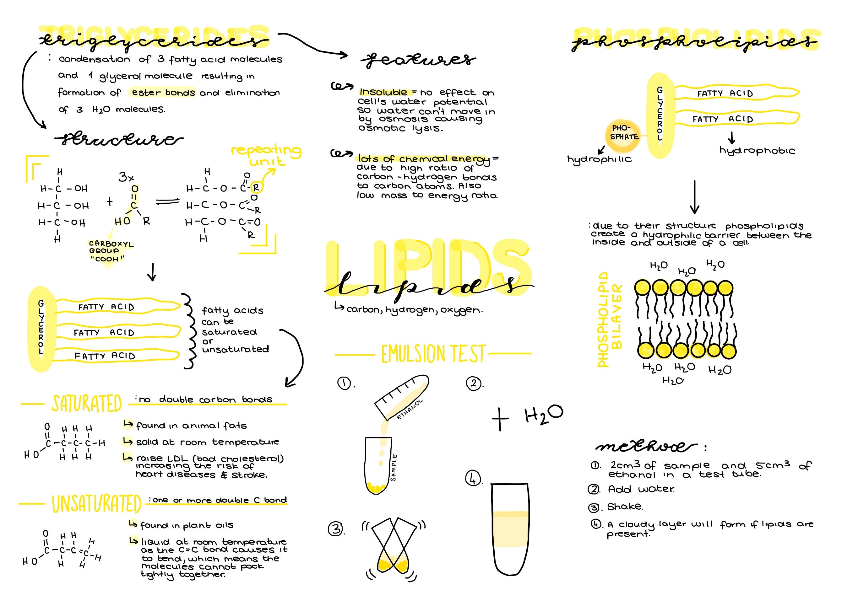 A Level Biology Notes - Topic 1 "biological Molecules" - Etsy