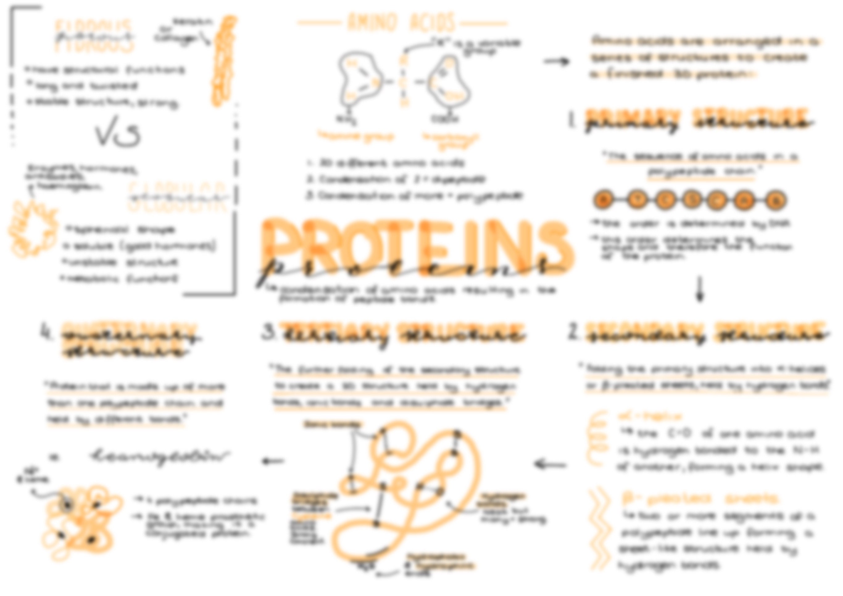 A Level Biology Notes - Topic 1 "biological Molecules" - Etsy