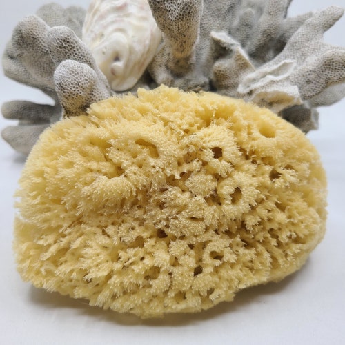 All Natural Sea Sponge 4-5inch - Etsy