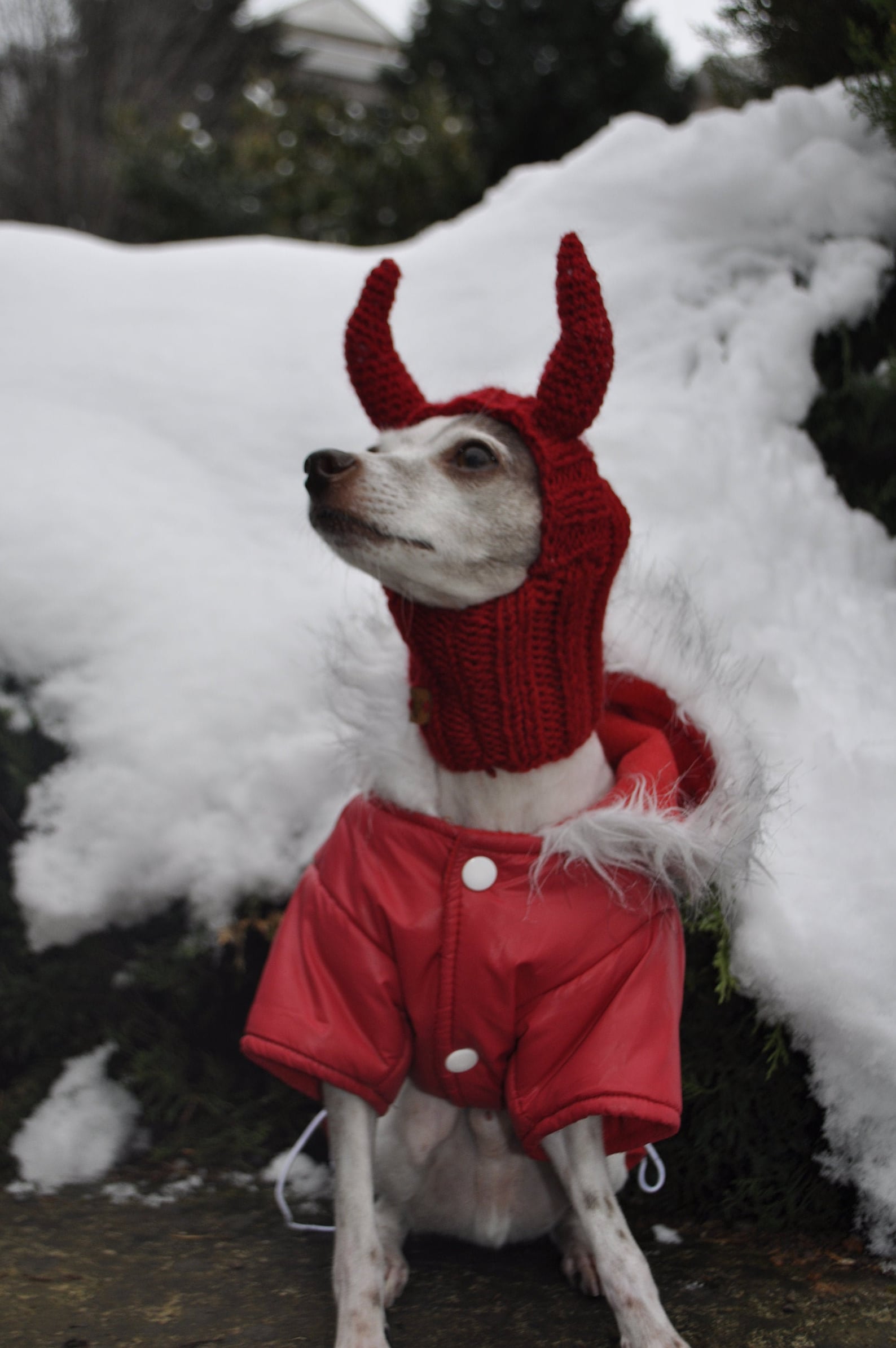 Devil Dog Snood Dog Devil Horns Halloween Pet Costume Knit | Etsy