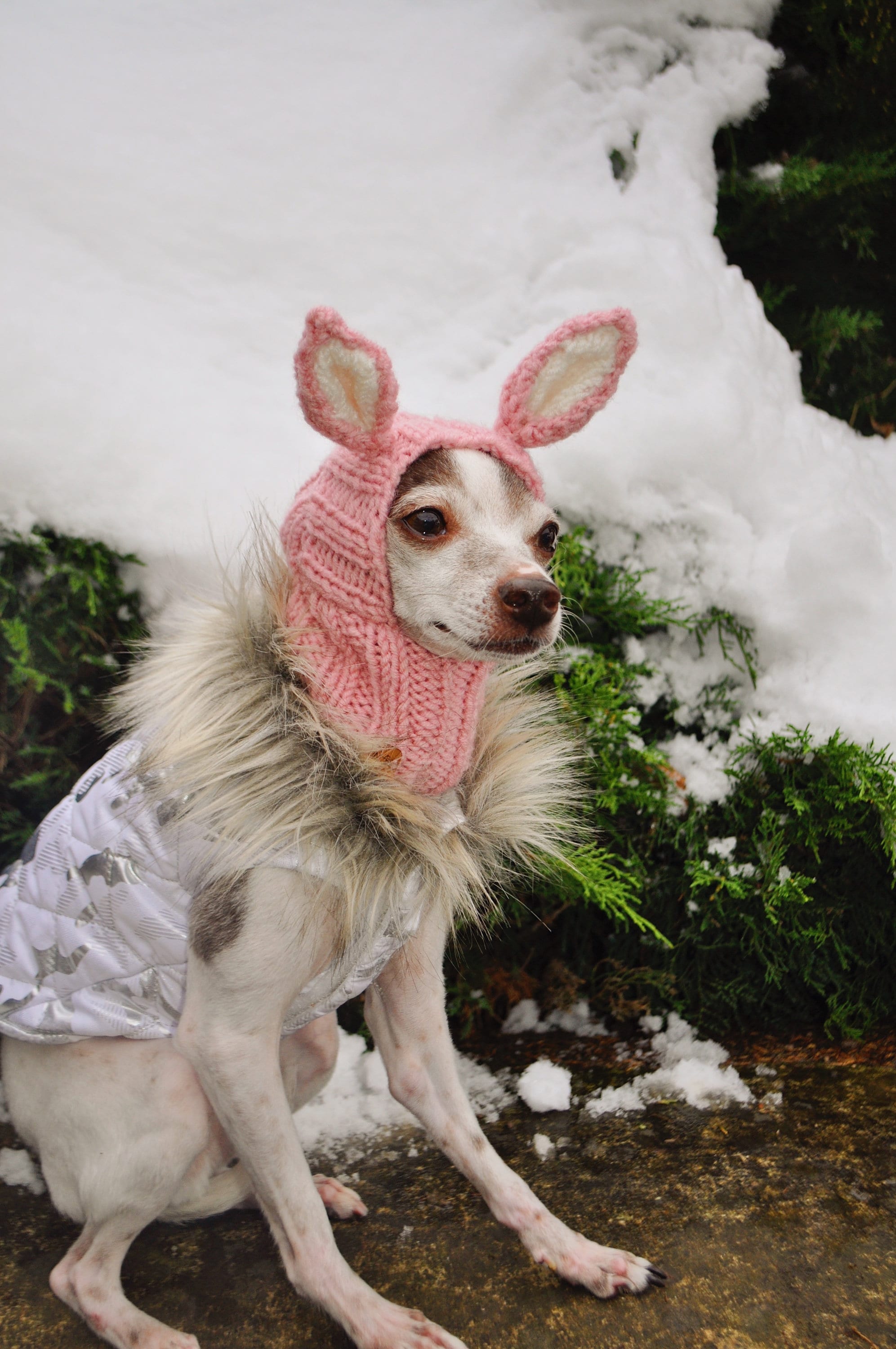 Bunny Dog Hat Rabbit Dog Snood Rabbit Ears Dog Hat Rabbit | Etsy