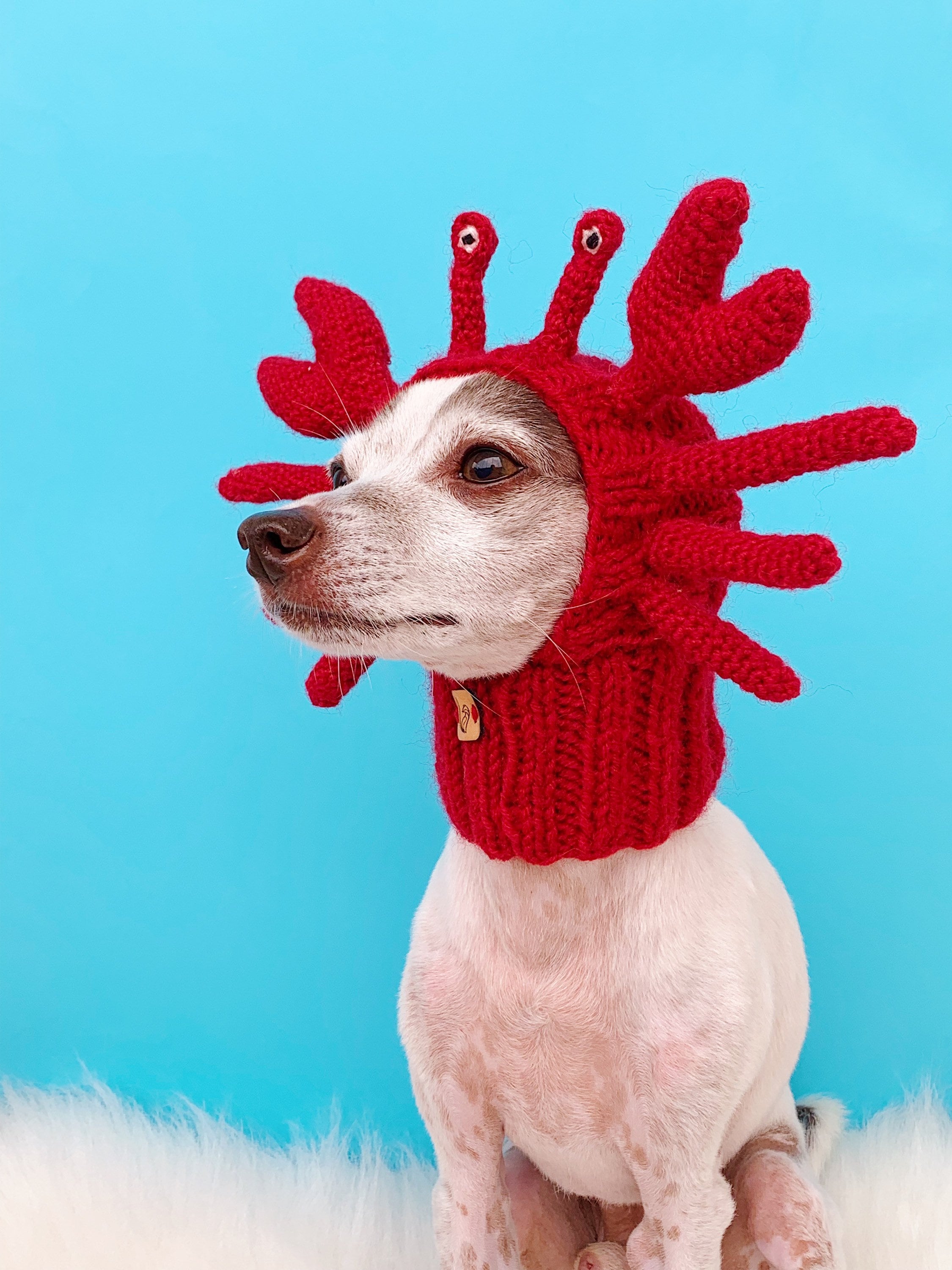 Knit Crab Dog Hat, Funny Pet Snood, Halloween Costume - Etsy