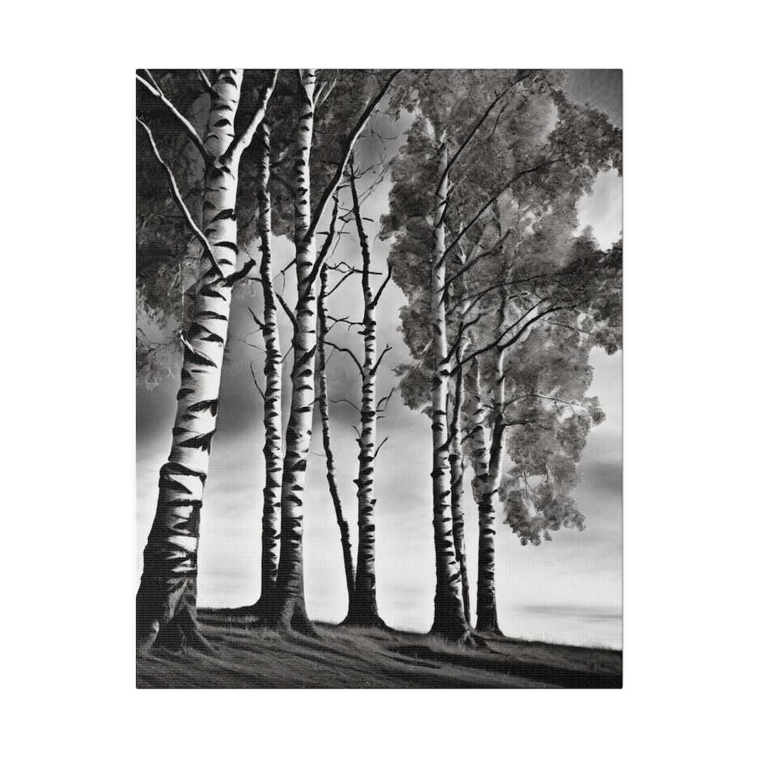 Black and White Birch Trees Canvas, Birch Tree Canvas, Black and White ...