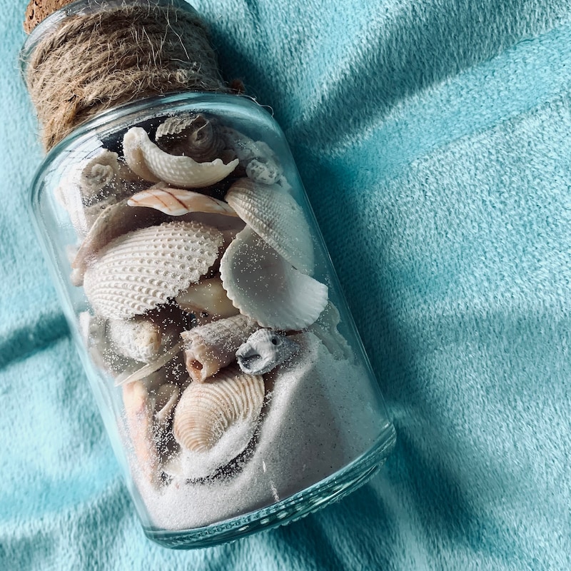 Shell Container - Etsy
