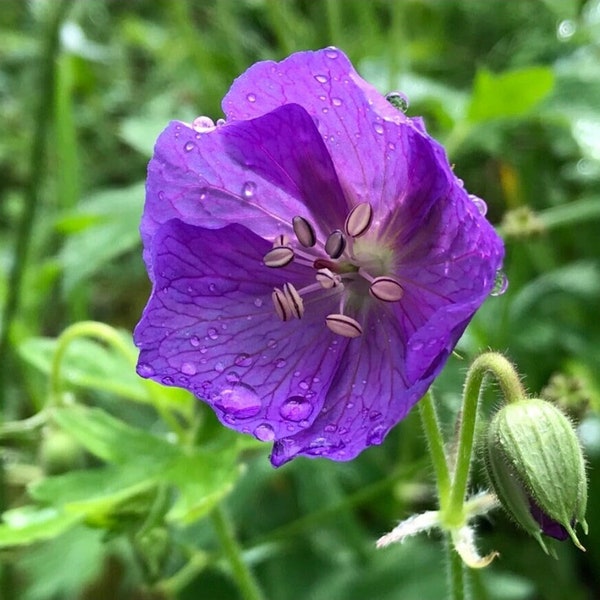 Geranium Seeds - Etsy