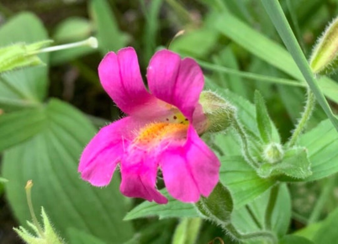 Lewis' Monkey Flower (erythranthe Lewisii) ~ 500 Small Seeds *pacific ...