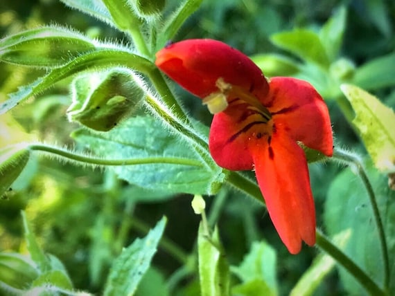 Scarlet Monkey Flower erythranthe Cardinalis 200 Small | Etsy