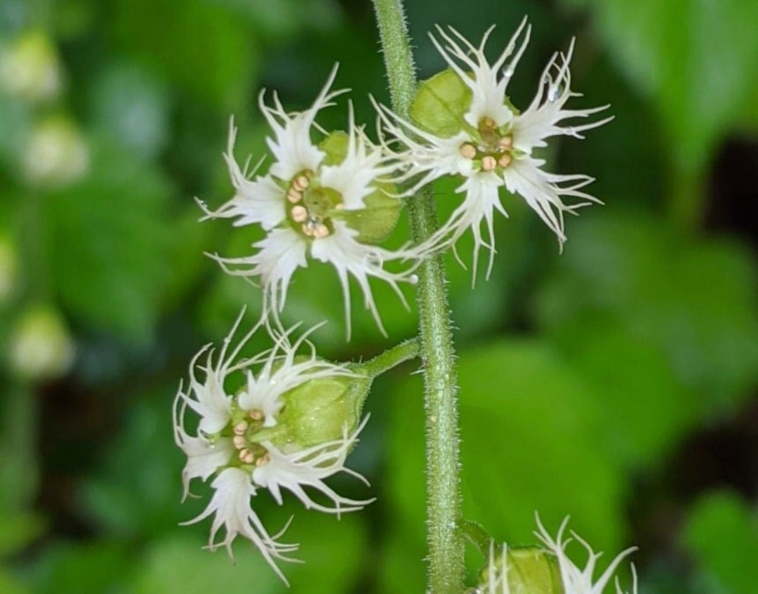 Fringe Cups (tellima Grandiflora) ~ 5000 Seeds *pacific Northwest ...
