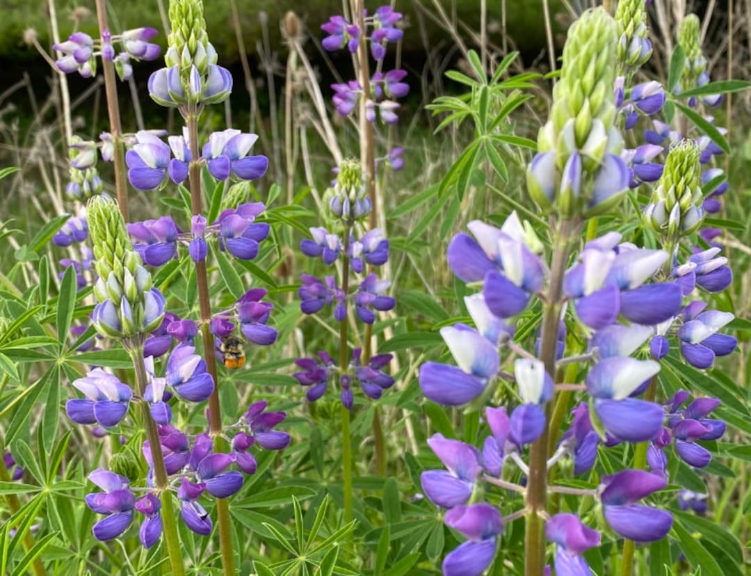 Streambank Lupine (lupinus Rivularis) ~ 50 Seeds *pacific Northwest ...