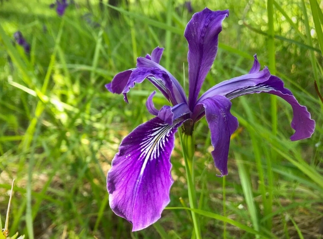 Oregon Iris (iris Tenax) ~ 50 Seeds *pacific Northwest Wildflowers* - Etsy
