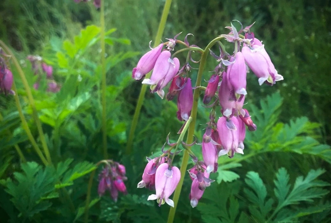 Pacific Bleeding Heart dicentra Formosa 250 Seeds pacific Northwest ...